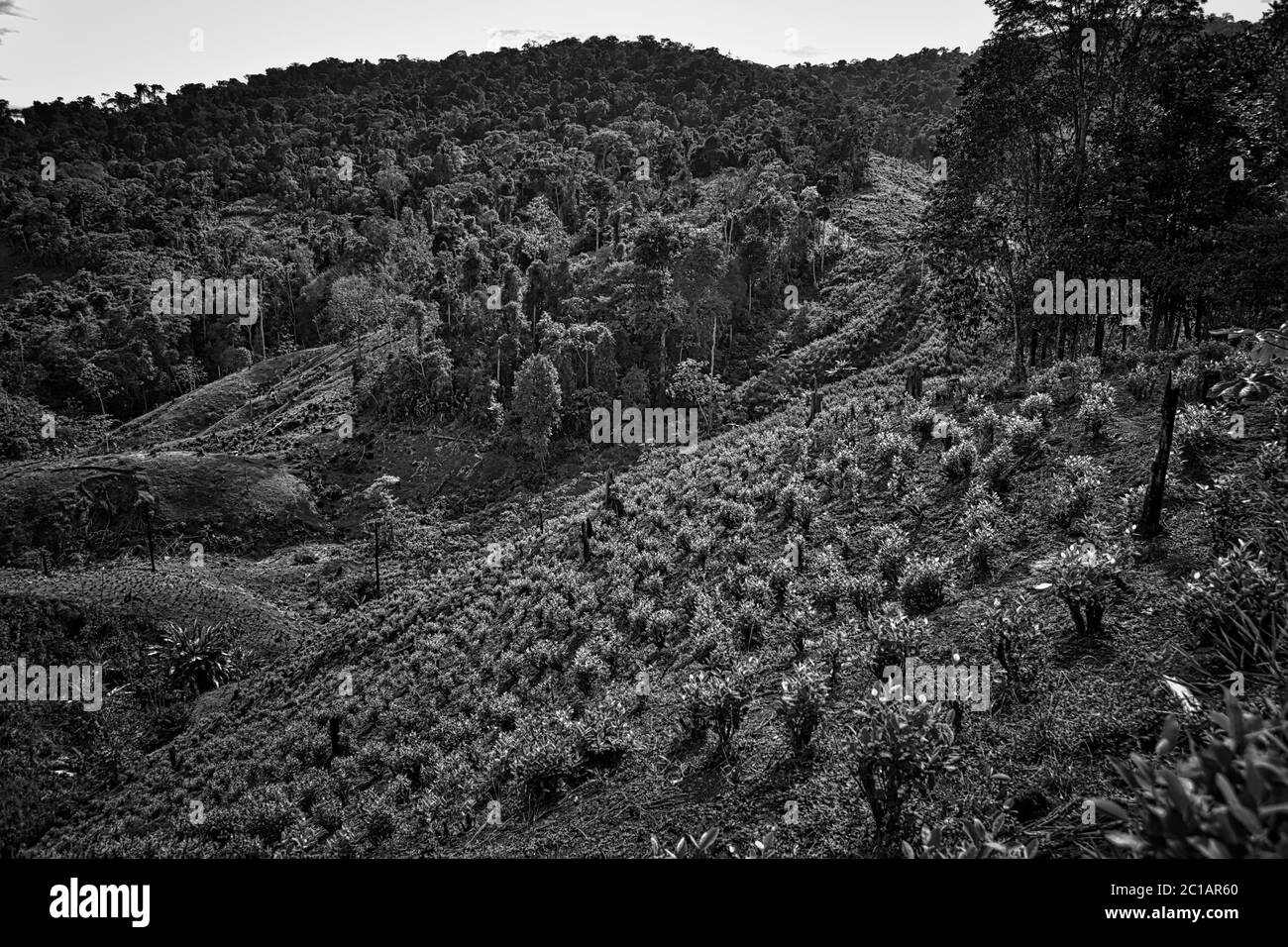 Cocaine, Colombia, production of drug Stock Photo - Alamy