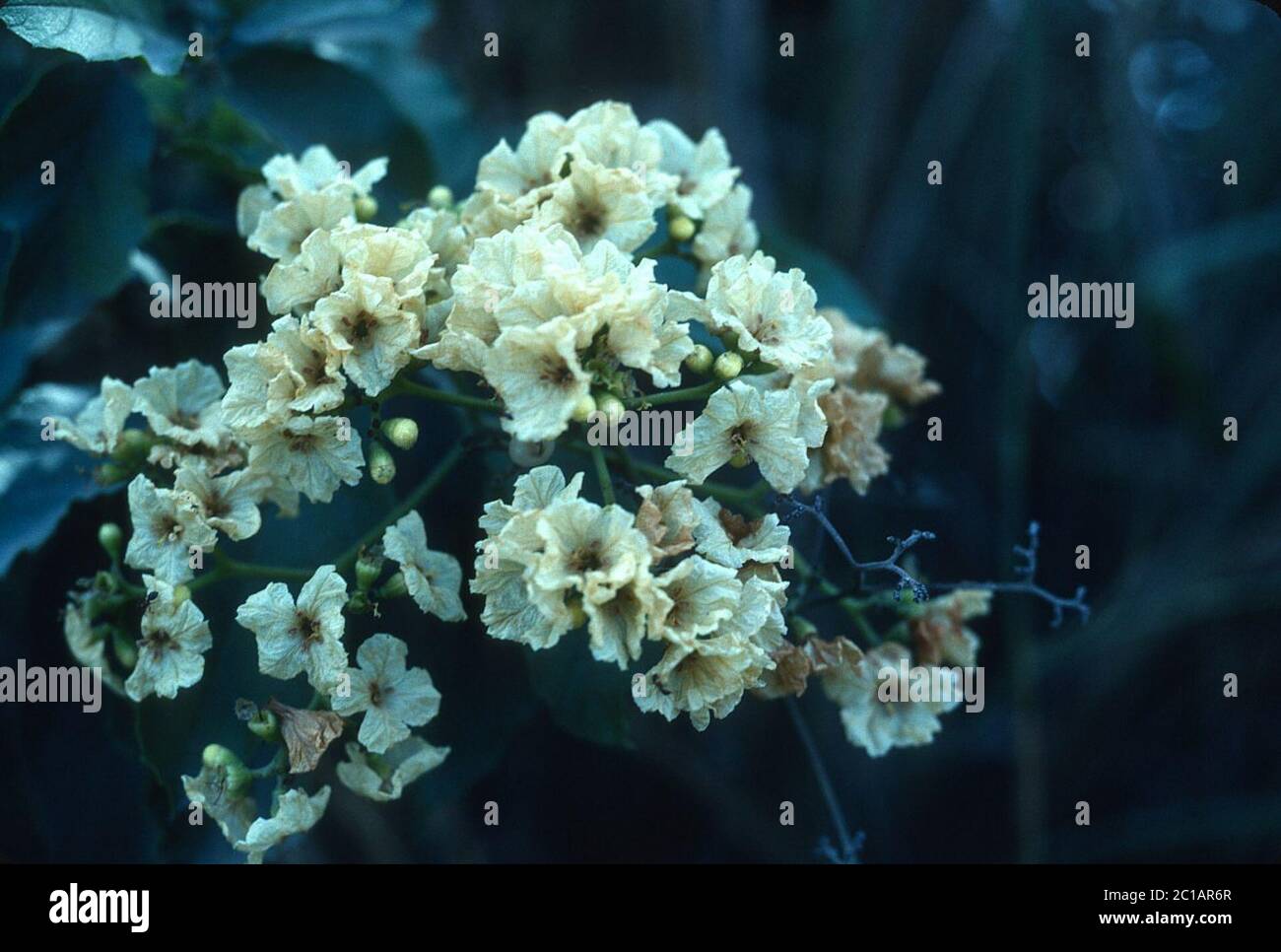 Cordia dentata hi-res stock photography and images - Alamy