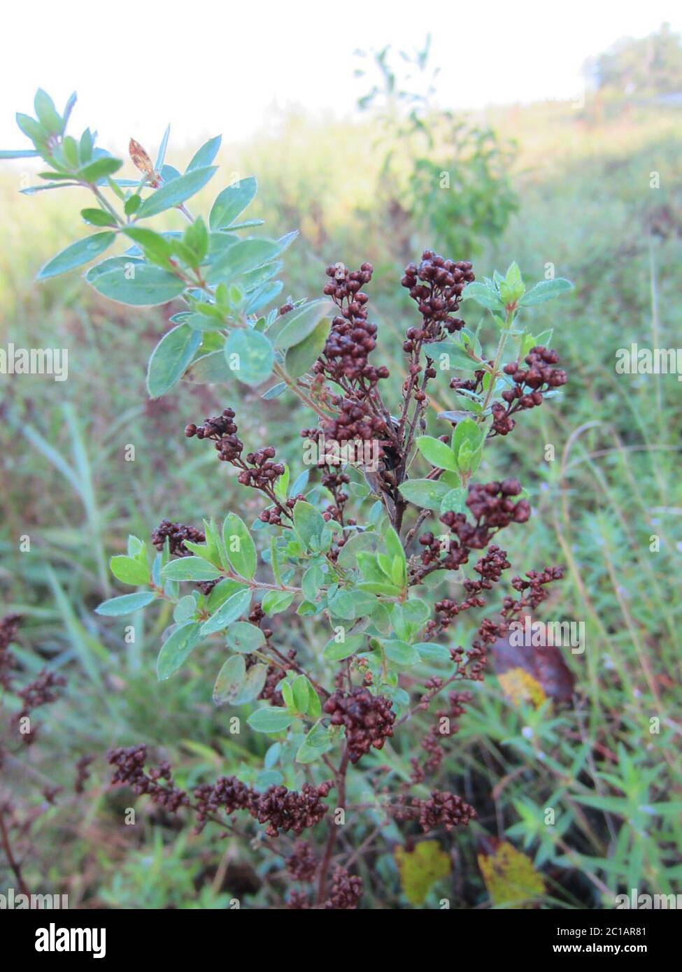 Lechea mucronata Raf Lechea mucronata Raf Stock Photo - Alamy