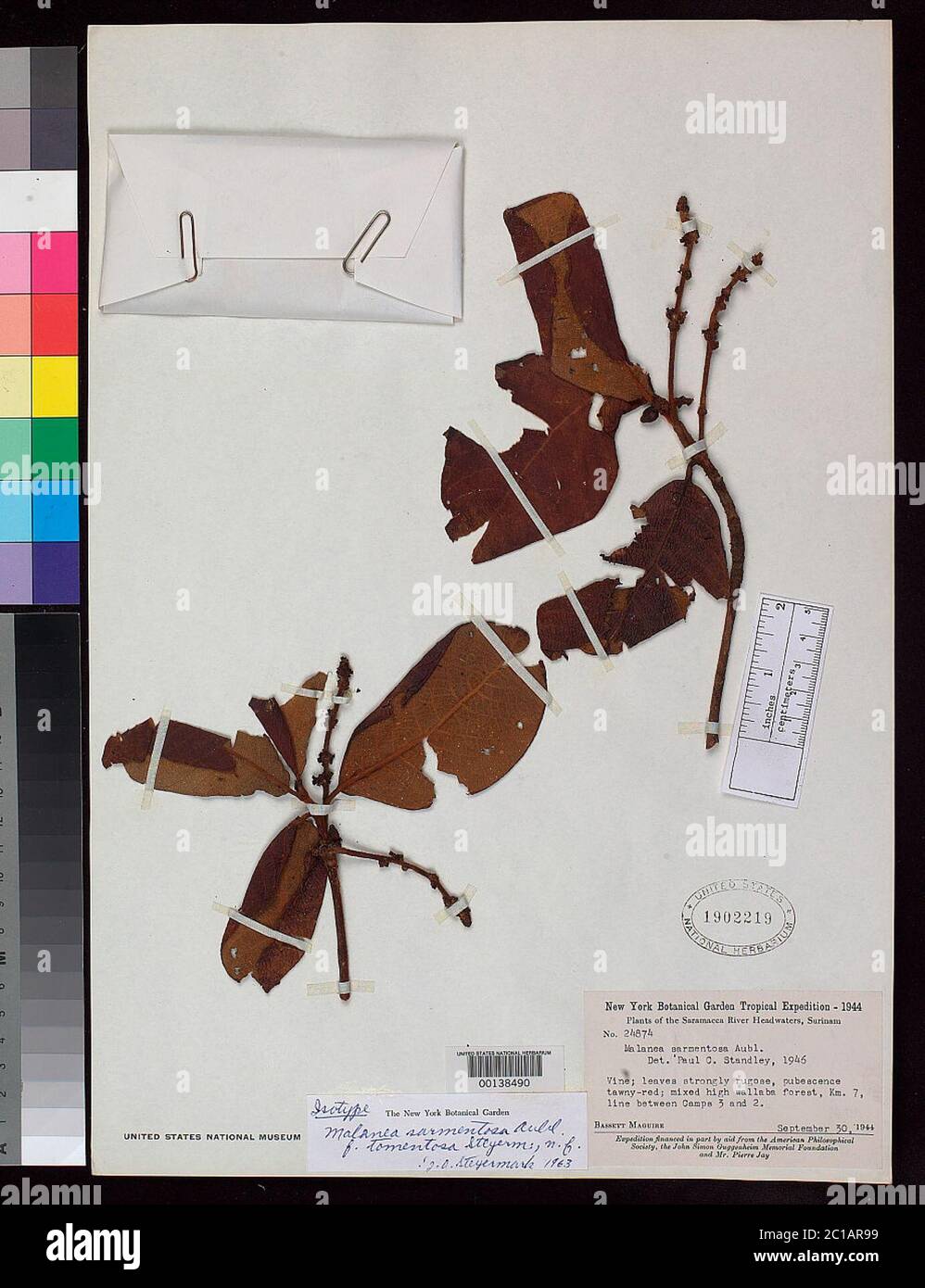 Malanea sarmentosa f tomentosa Steyerm Malanea sarmentosa f tomentosa ...