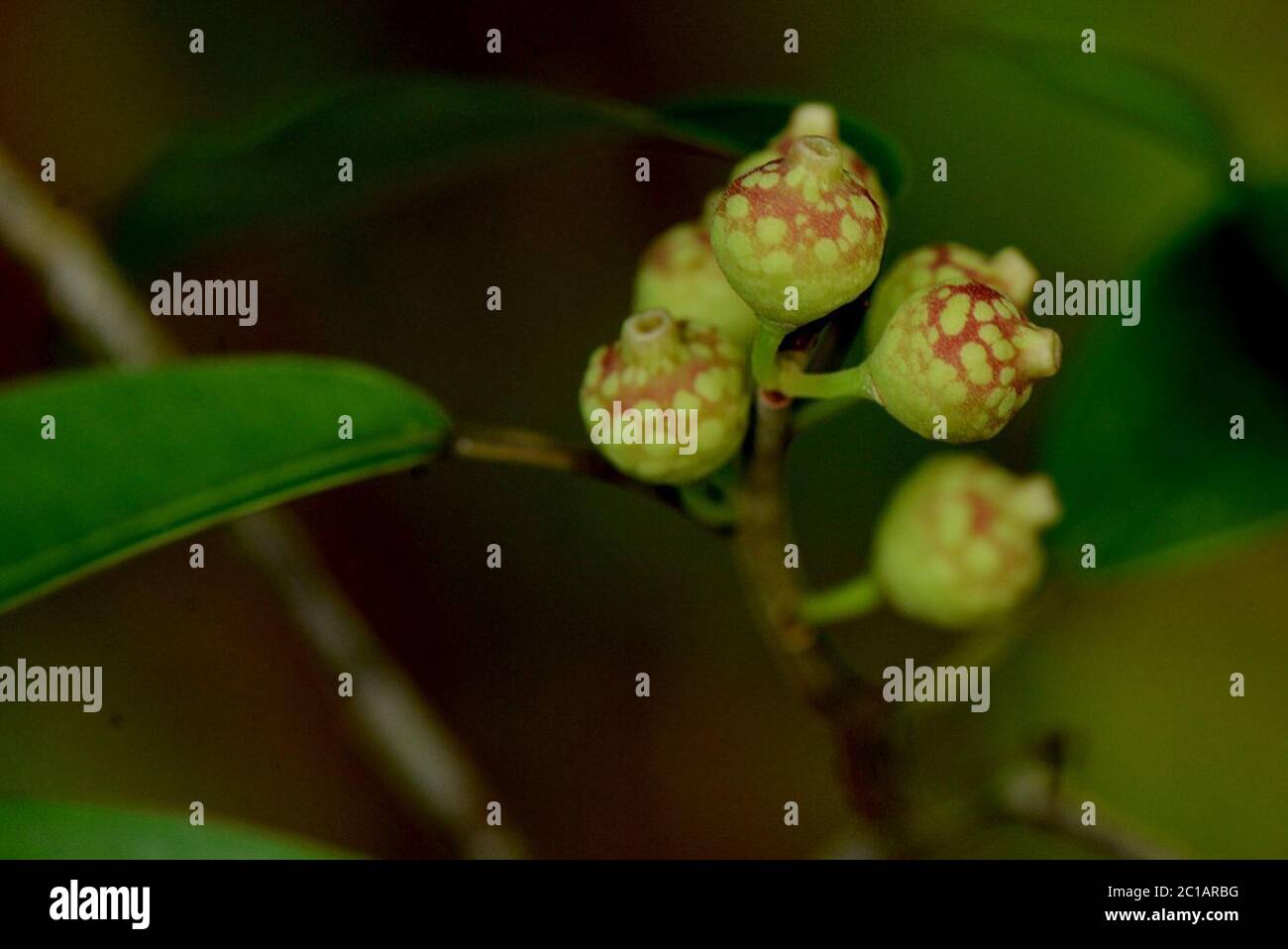 Ficus pertusa L f Ficus pertusa L f Stock Photo - Alamy