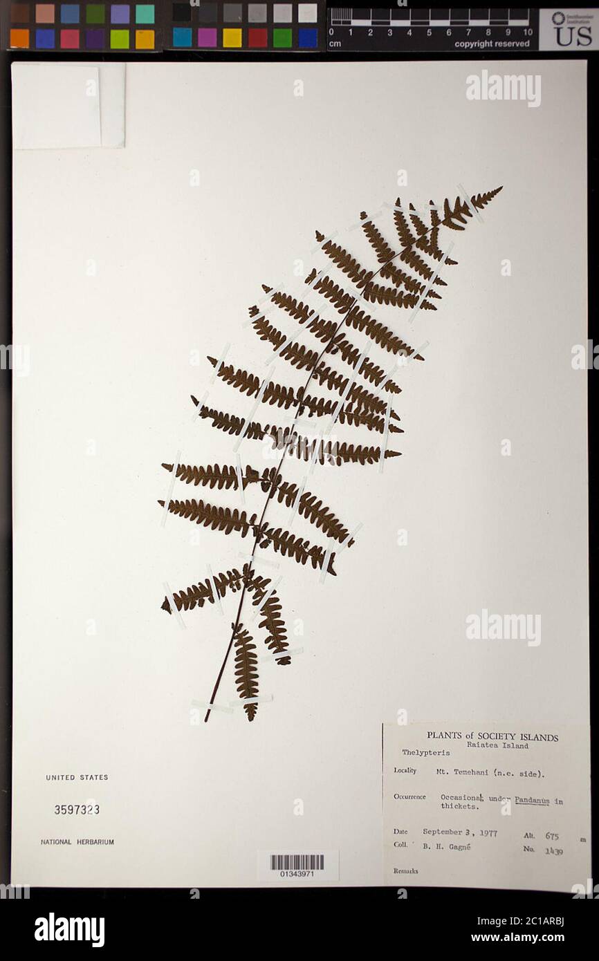 Thelypteris sp Thelypteris sp Stock Photo - Alamy