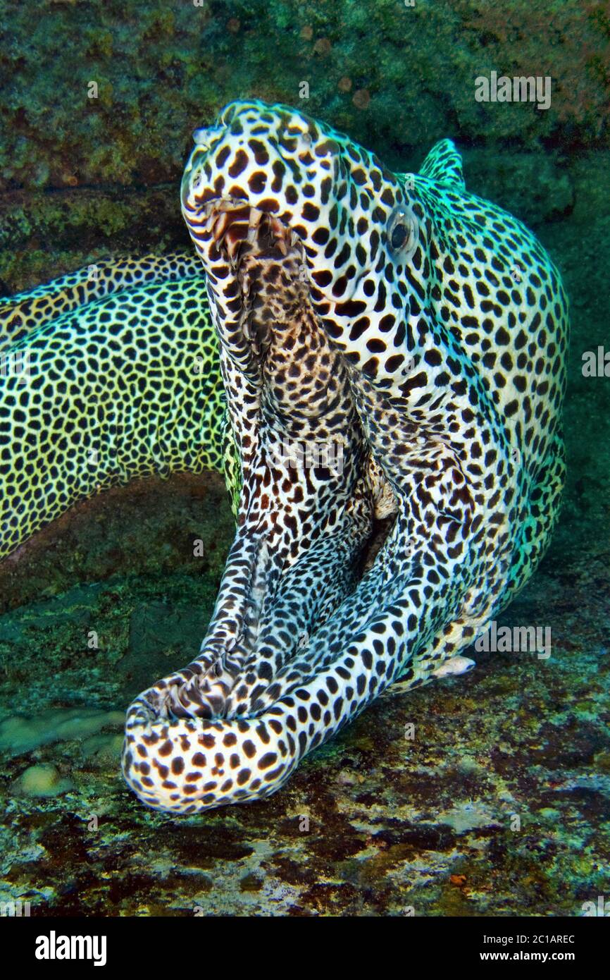 Leopard moray eel - Gymnothorax favagineus Stock Photo - Alamy