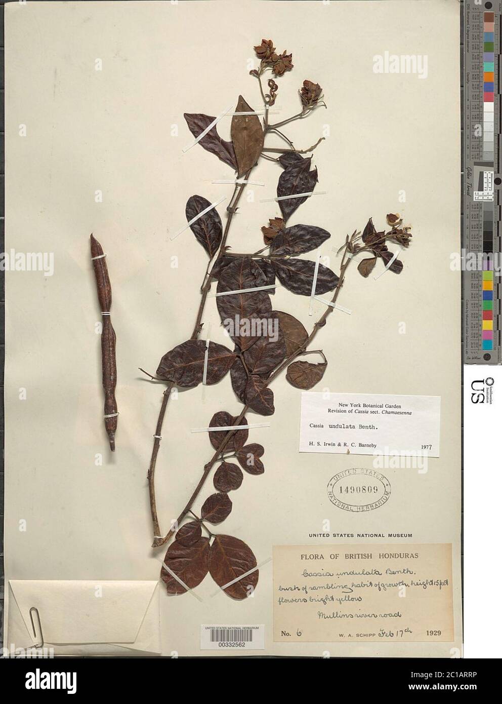 Senna undulata Benth HS Irwin Barneby Senna undulata Benth HS Irwin ...