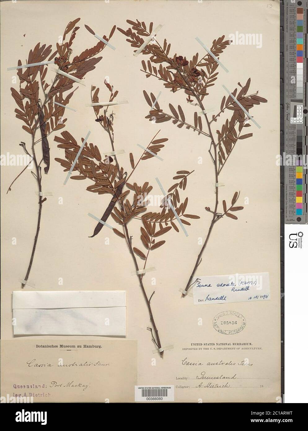 Senna odorata R Morris Randell Senna odorata R Morris Randell Stock ...