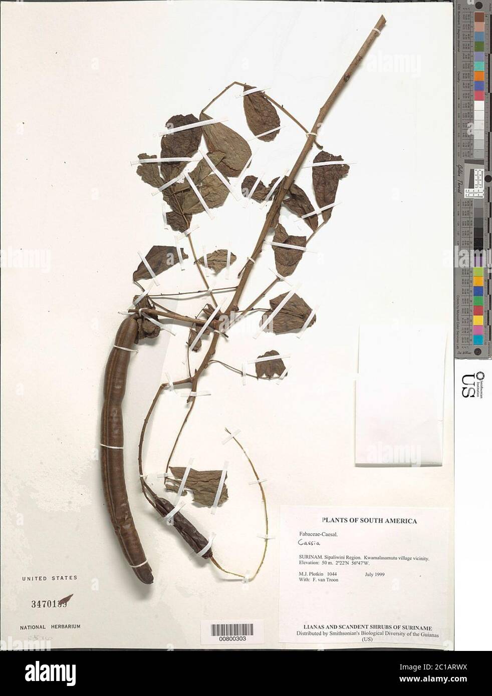 Senna sp Senna sp Stock Photo - Alamy