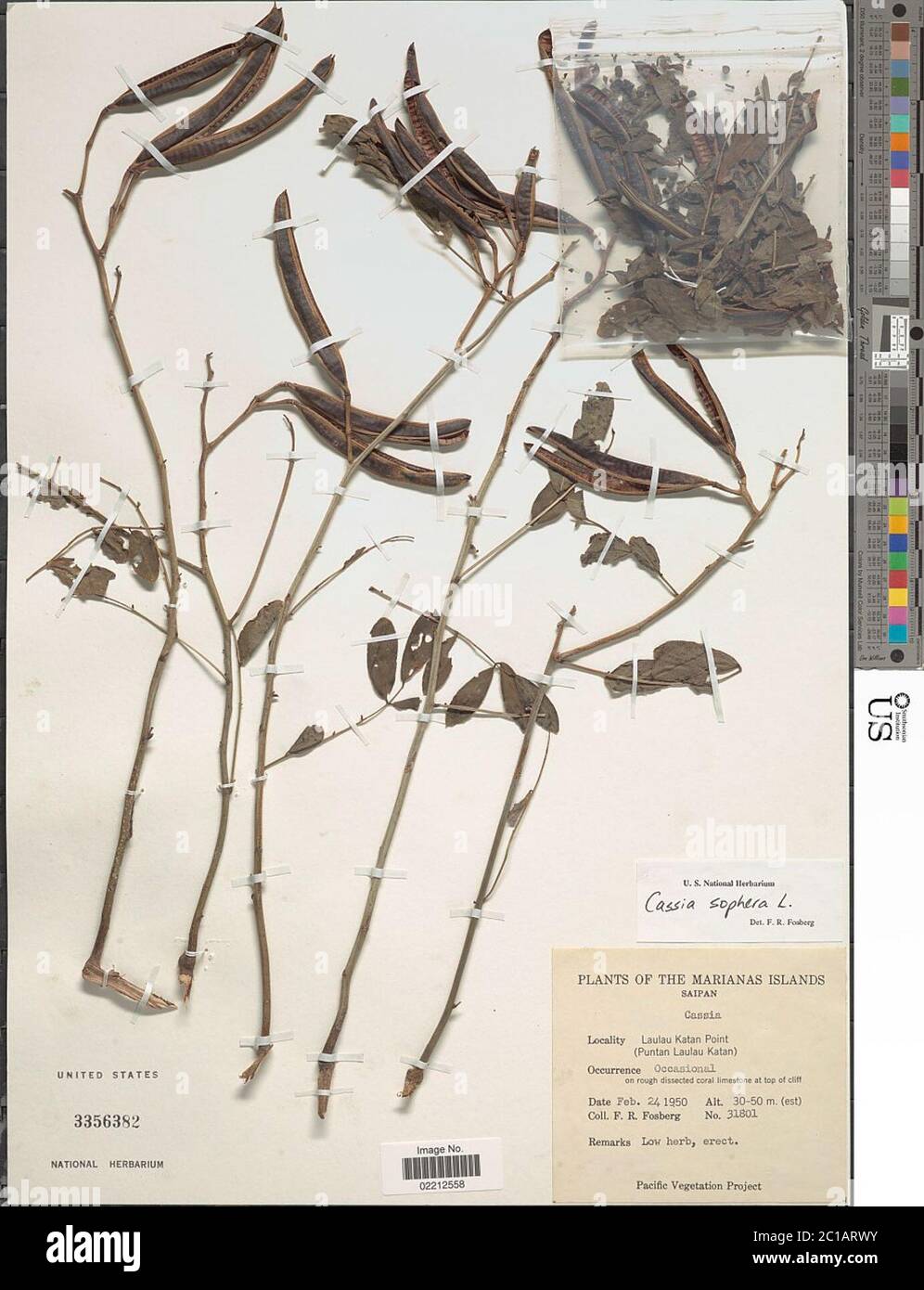 Sophera hi-res stock photography and images - Alamy