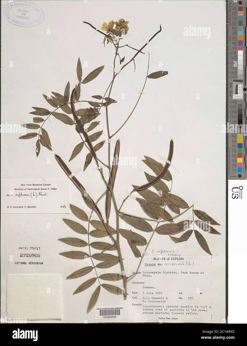 Sophera hi-res stock photography and images - Alamy