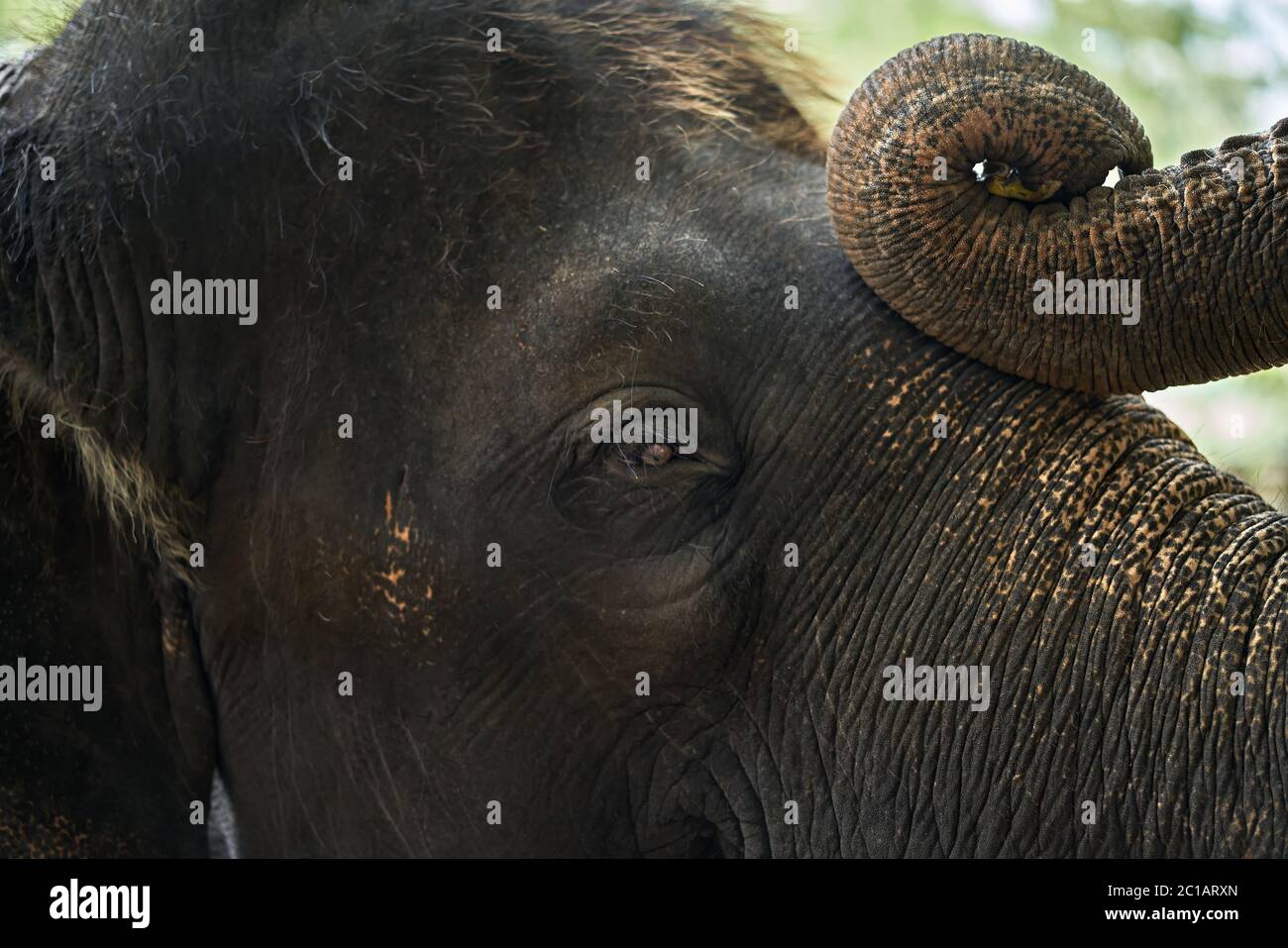 Face of asian elephant Stock Photo - Alamy