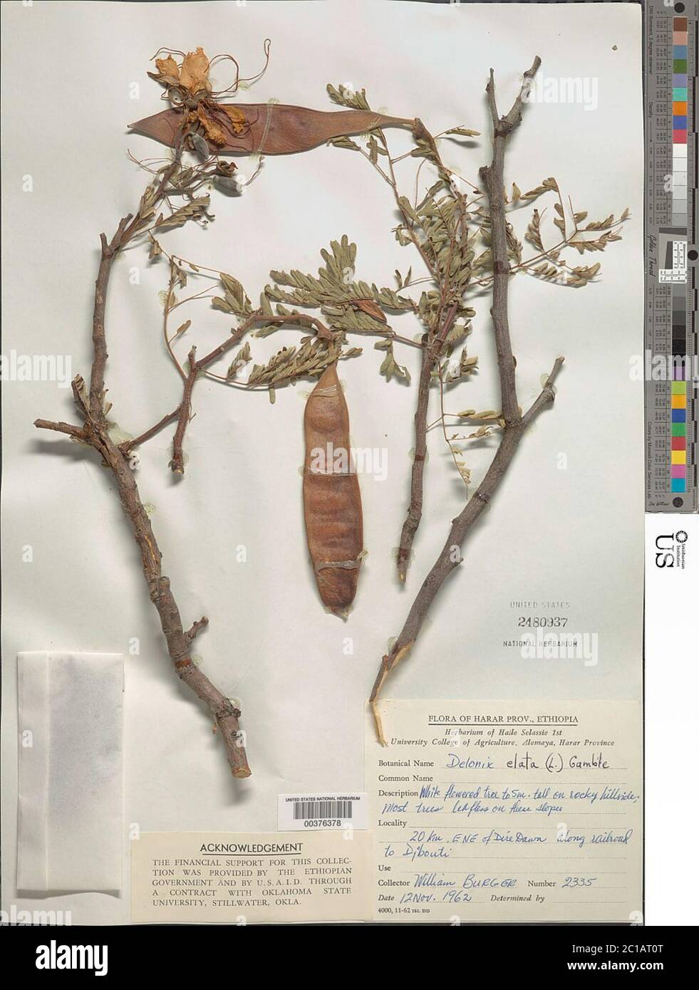 Delonix elata Delonix elata Stock Photo - Alamy