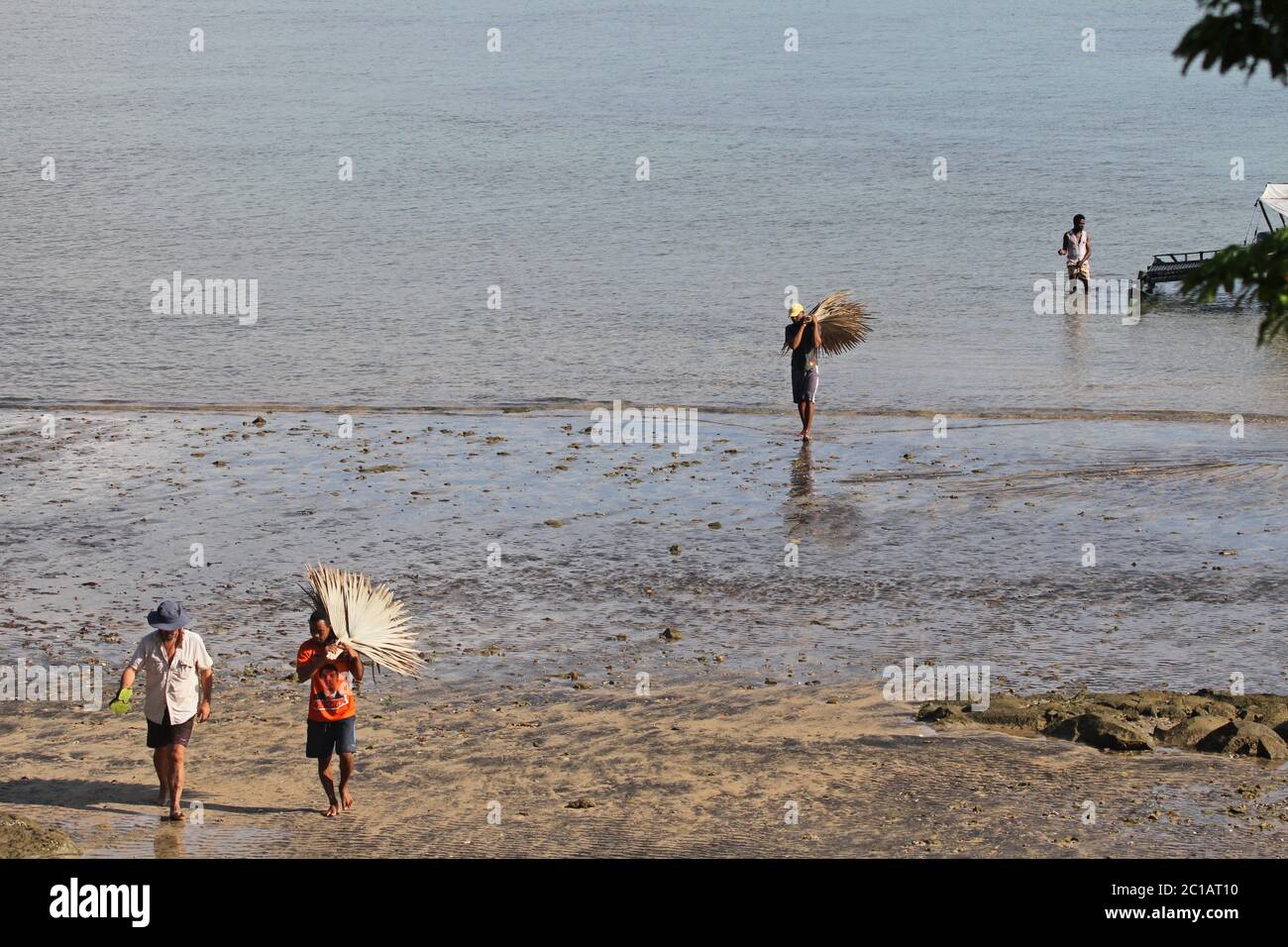 Workers carrying palm tree leaves for traditional thatch roofing on the ...