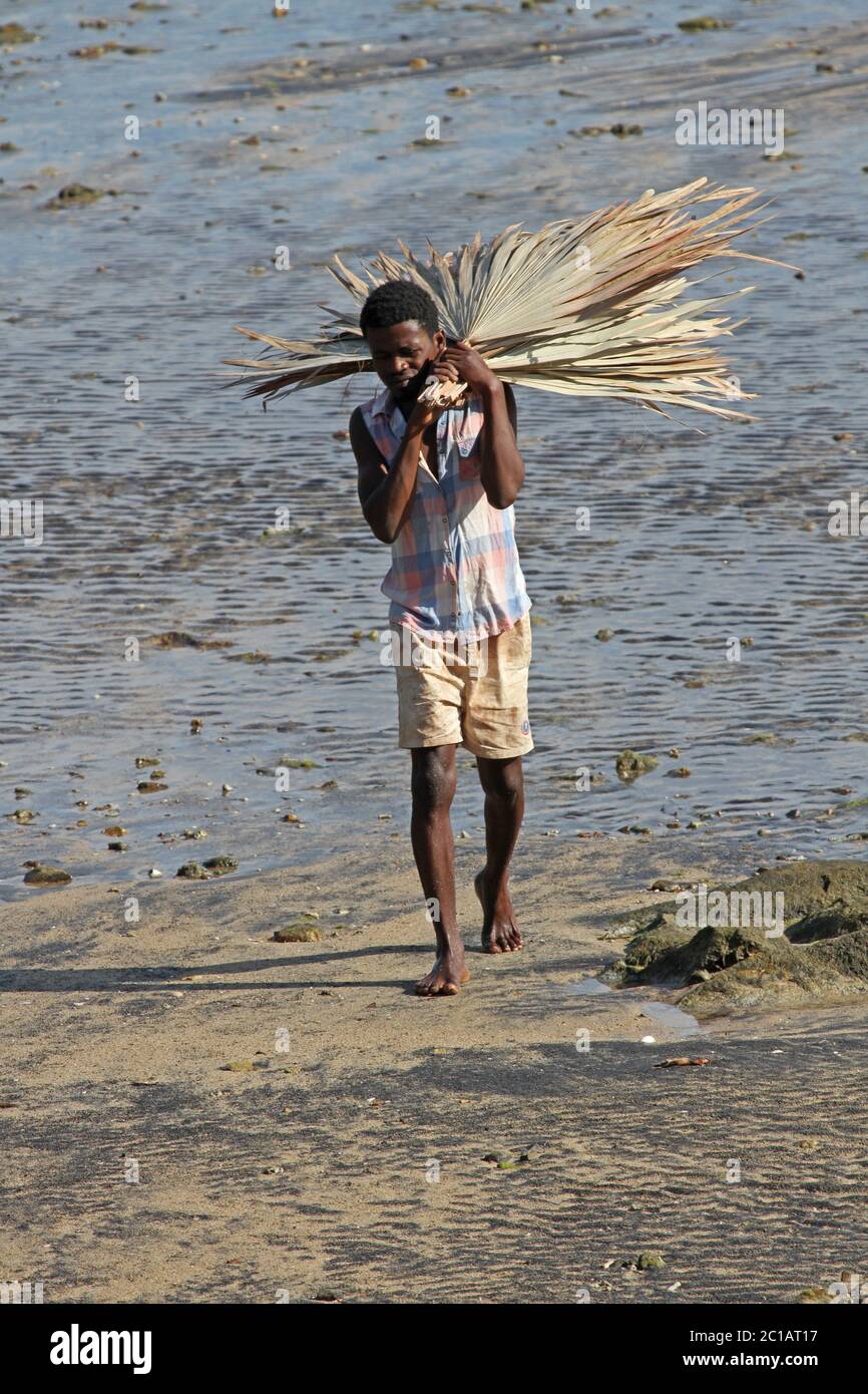 Worker carrying palm tree leaves for traditional thatch roofing on the ...