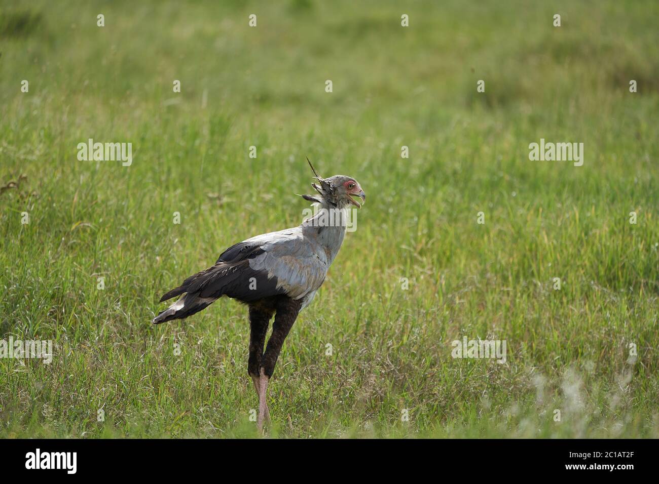 Secretary with legs hi-res stock photography and images - Alamy