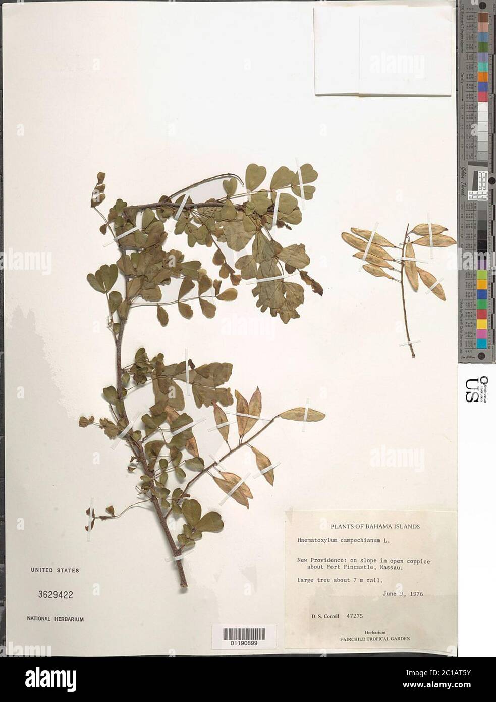 Haematoxylum campechianum l hi-res stock photography and images - Alamy