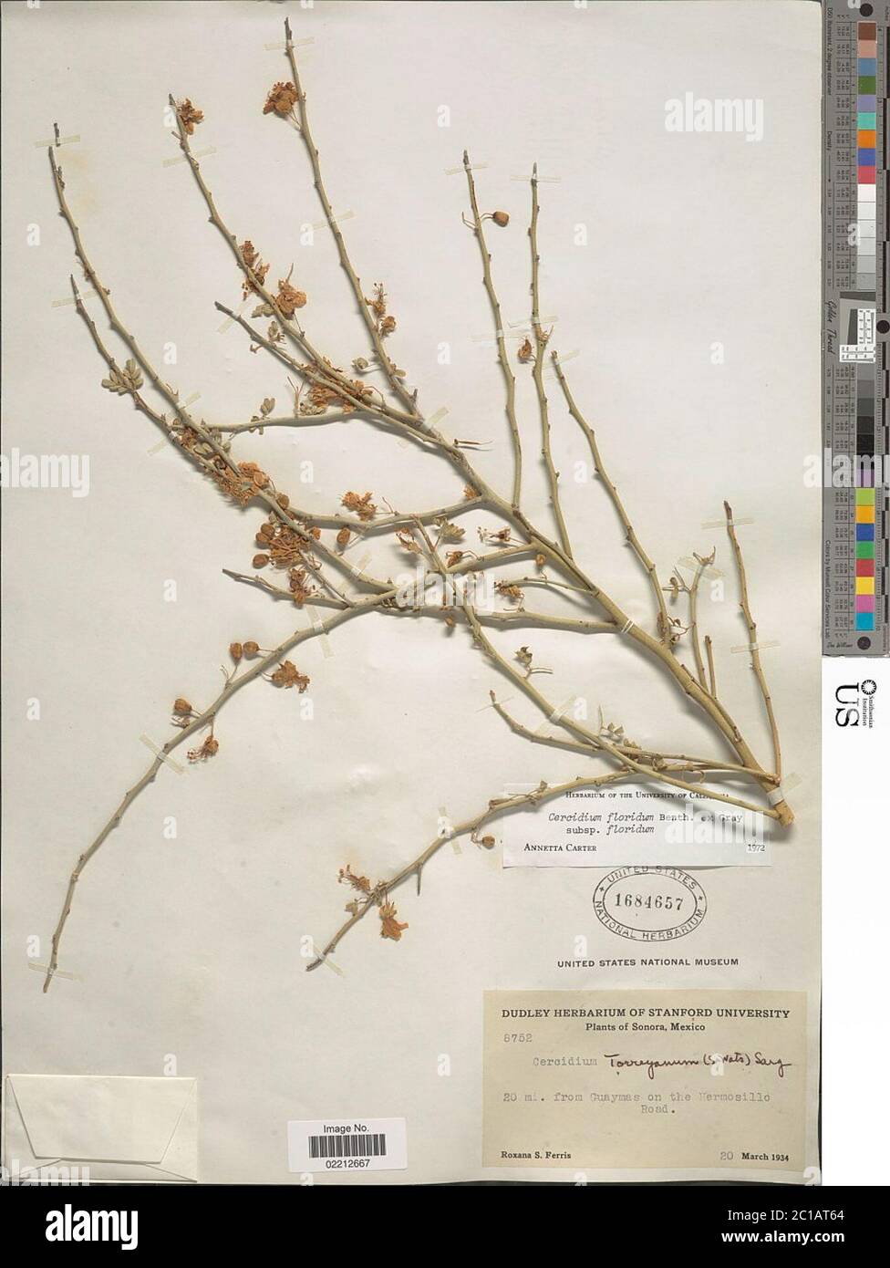 Cercidium floridum Benth ex A Gray subsp floridum Cercidium floridum ...