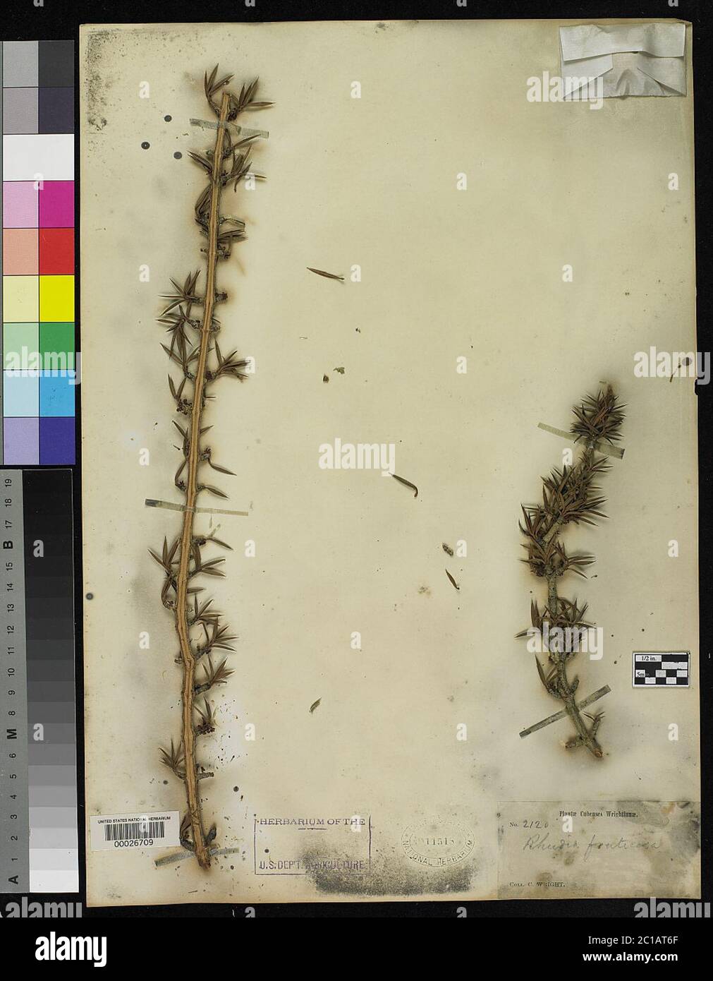 Rheedia hi-res stock photography and images - Alamy