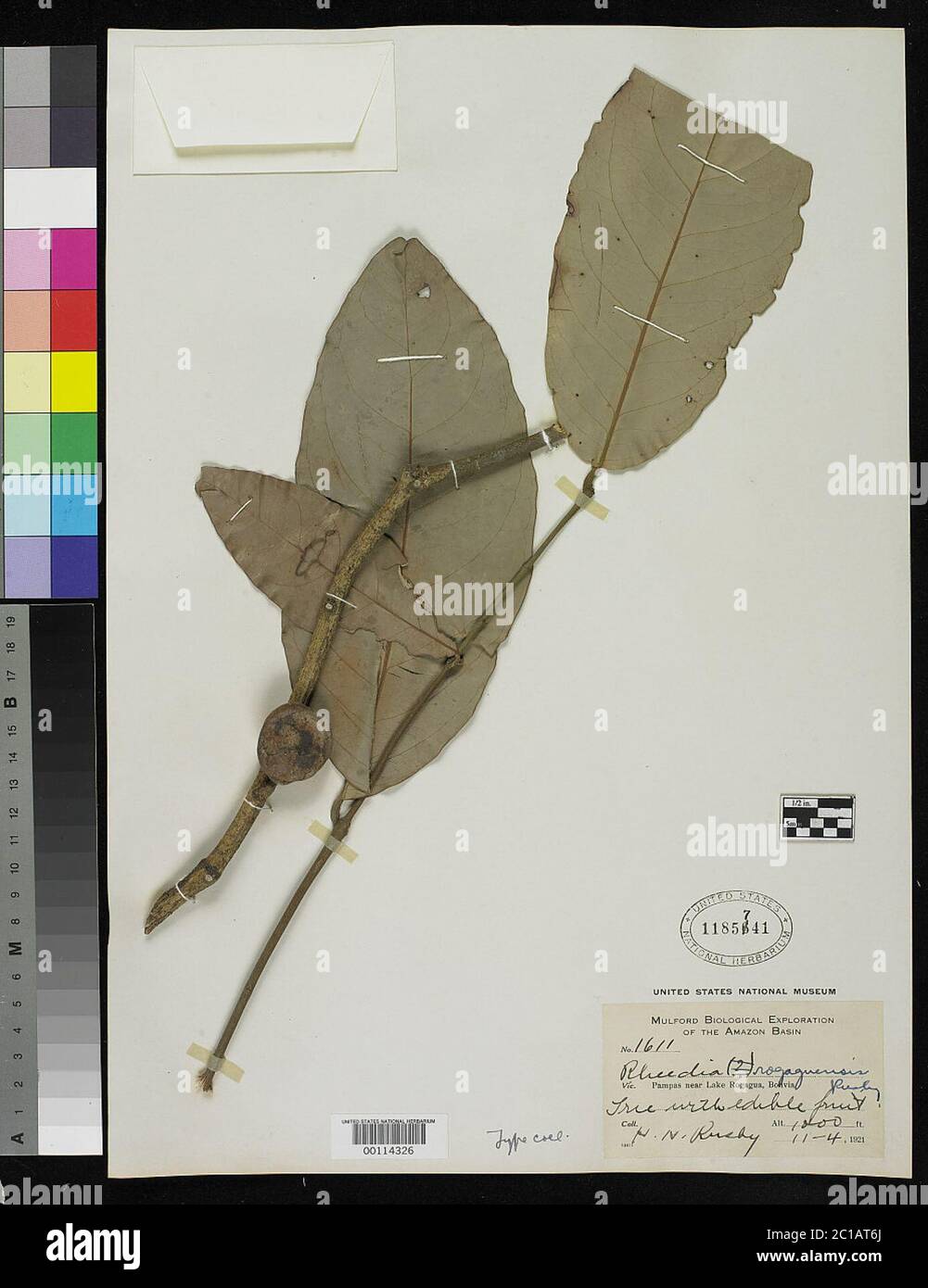 Rheedia hi-res stock photography and images - Alamy