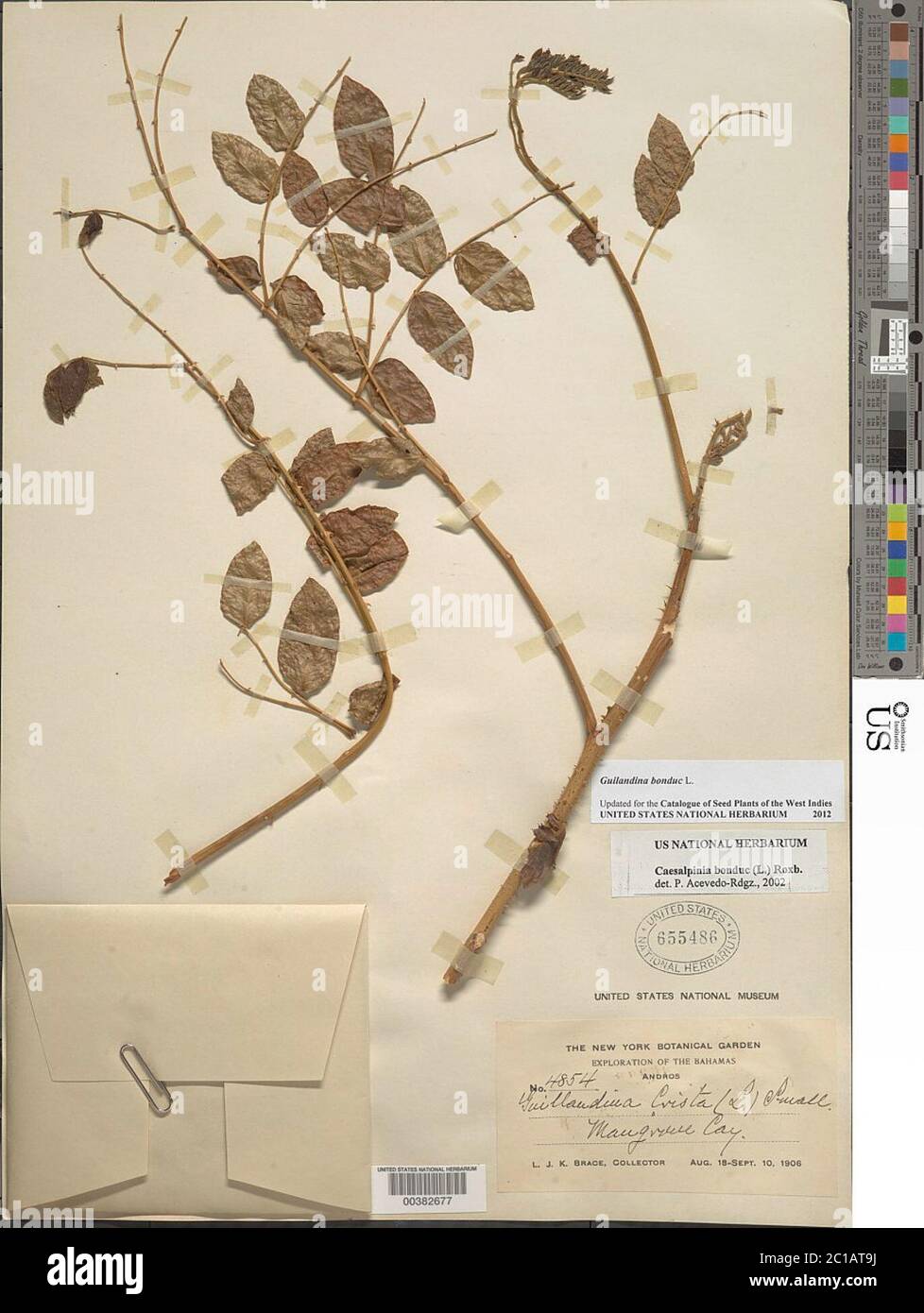 Bonduc hi-res stock photography and images - Alamy