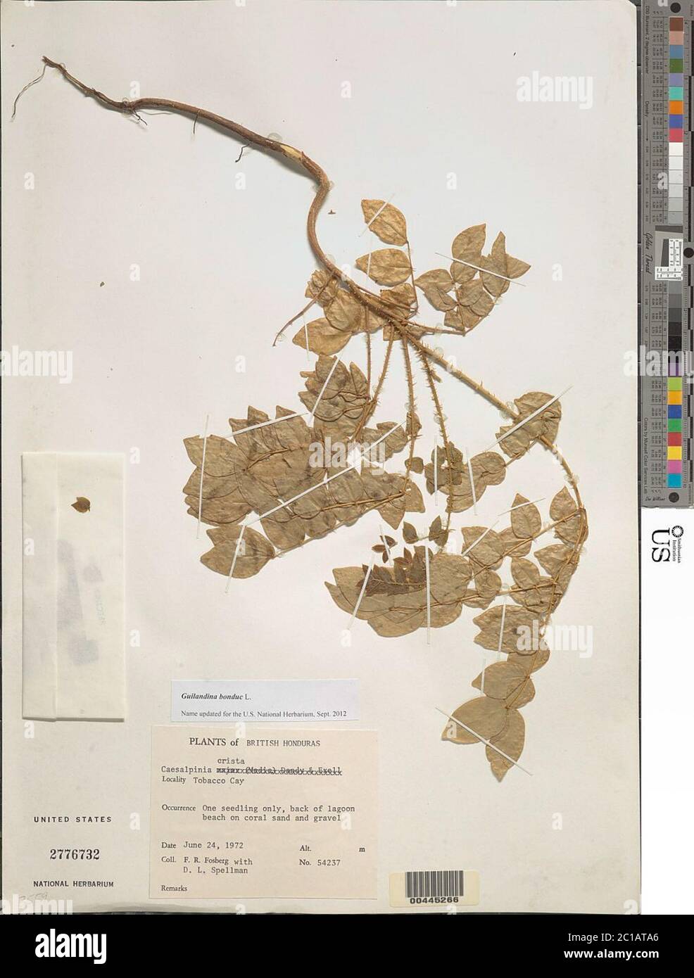 Bonduc hi-res stock photography and images - Alamy