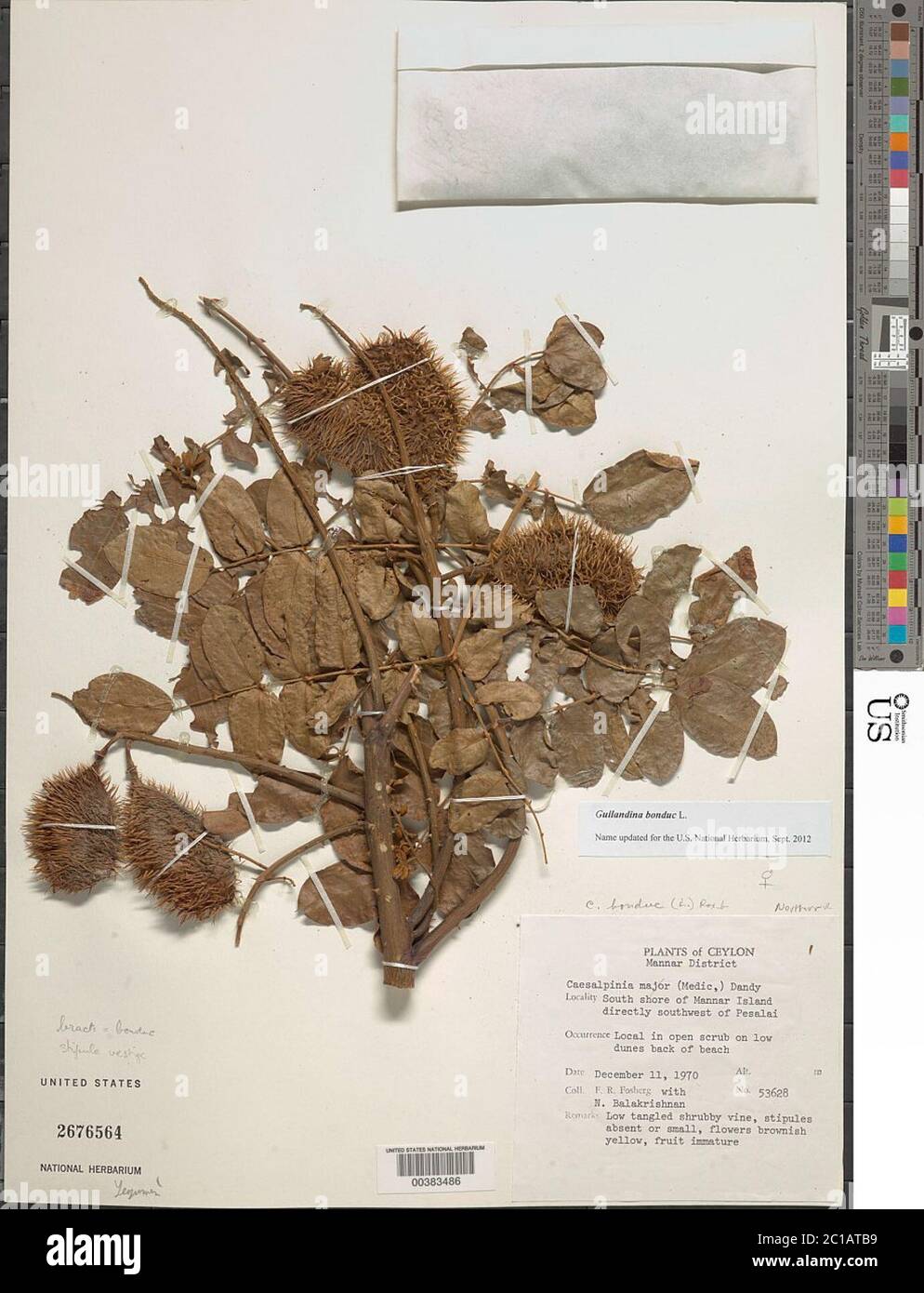 Bonduc hi-res stock photography and images - Alamy