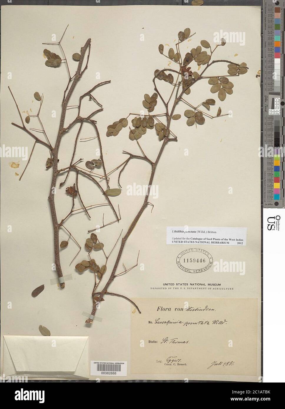 Libidibia punctata Willd Britton Libidibia punctata Willd Britton Stock ...