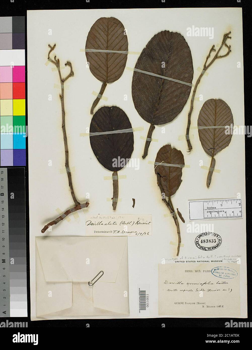 Davilla wormiifolia Baill Davilla wormiifolia Baill Stock Photo - Alamy