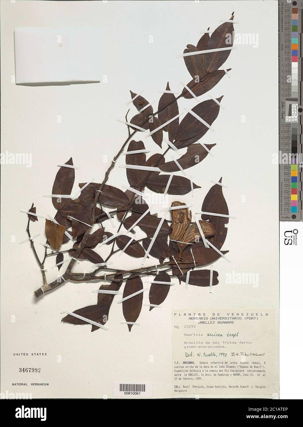 Swartzia hi-res stock photography and images - Alamy