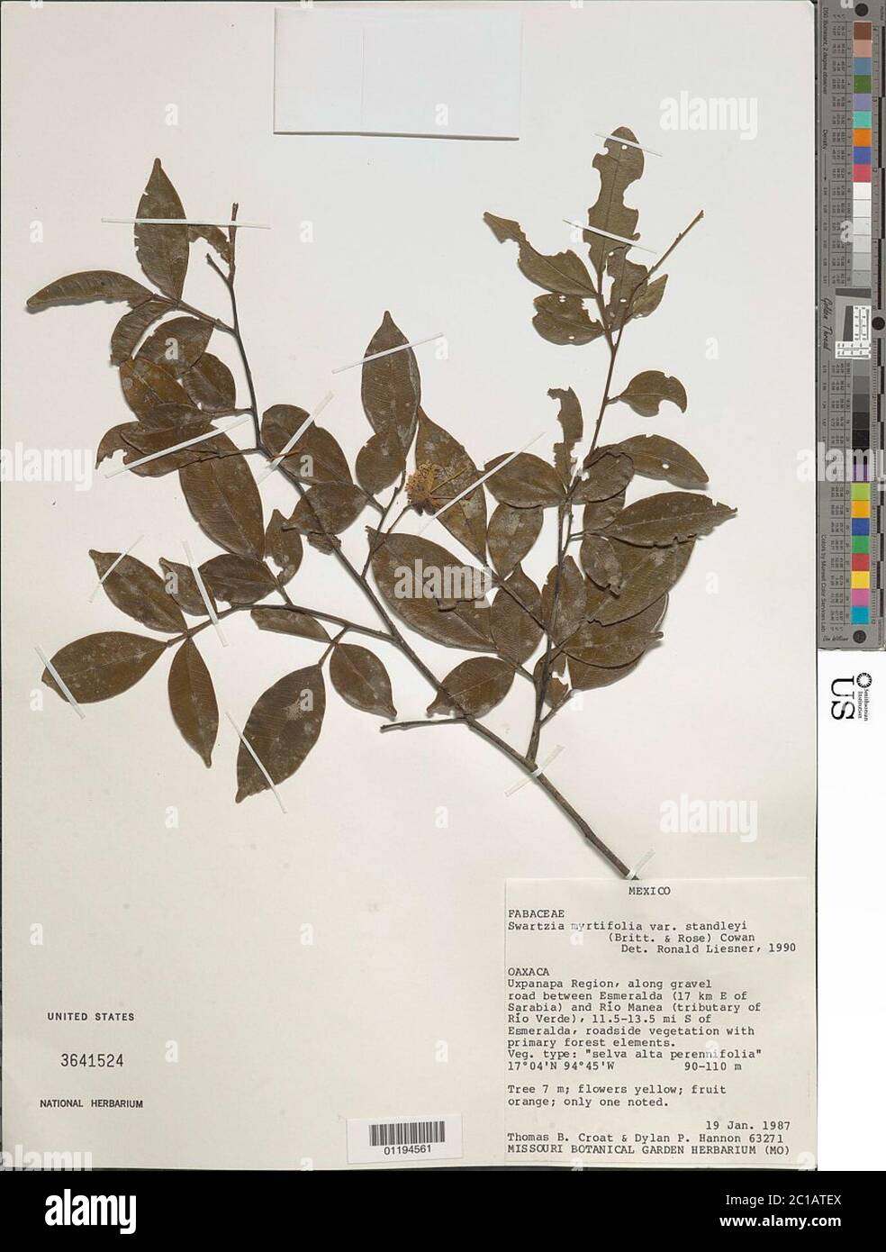 Swartzia hi-res stock photography and images - Alamy