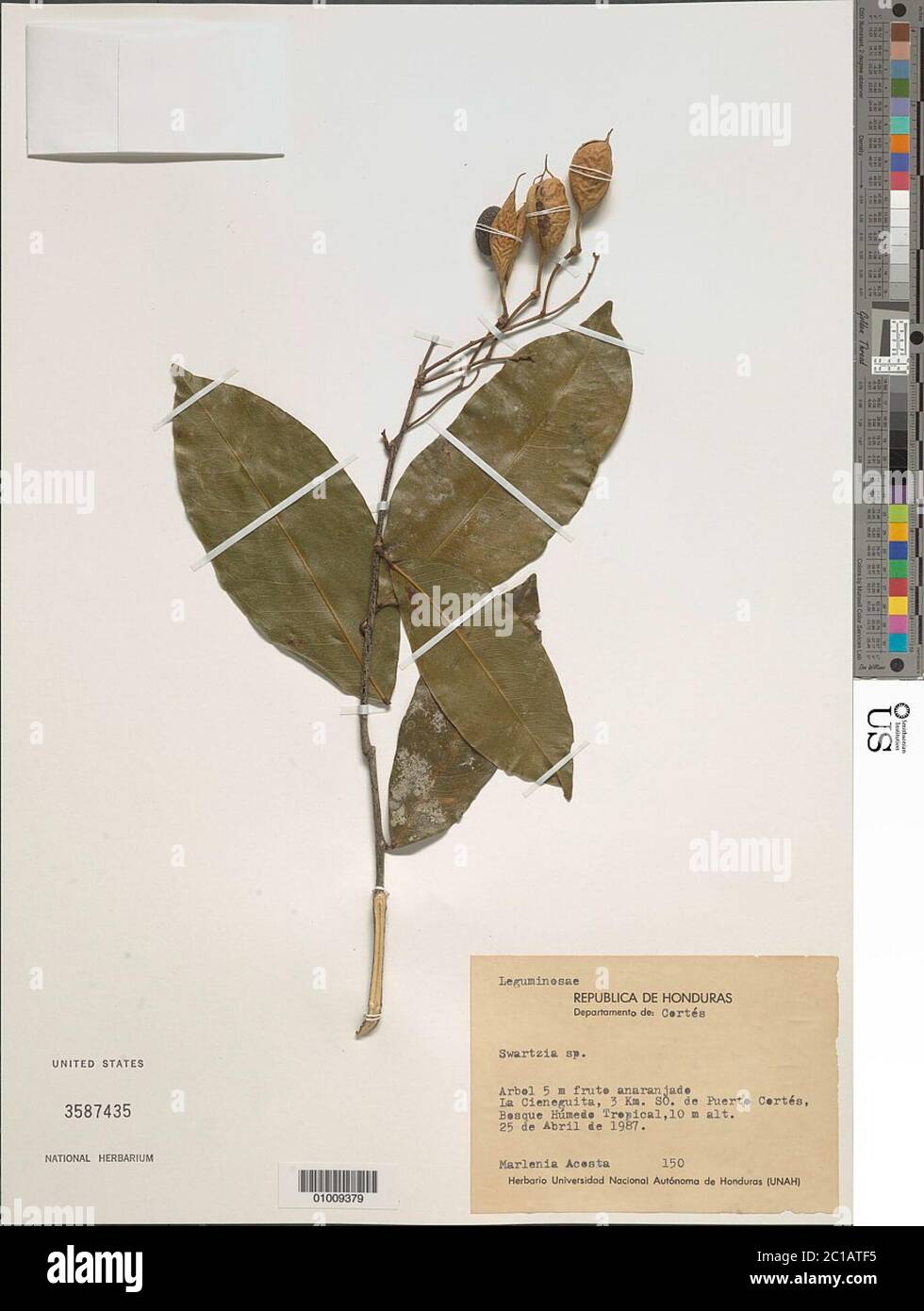 Swartzia hi-res stock photography and images - Alamy