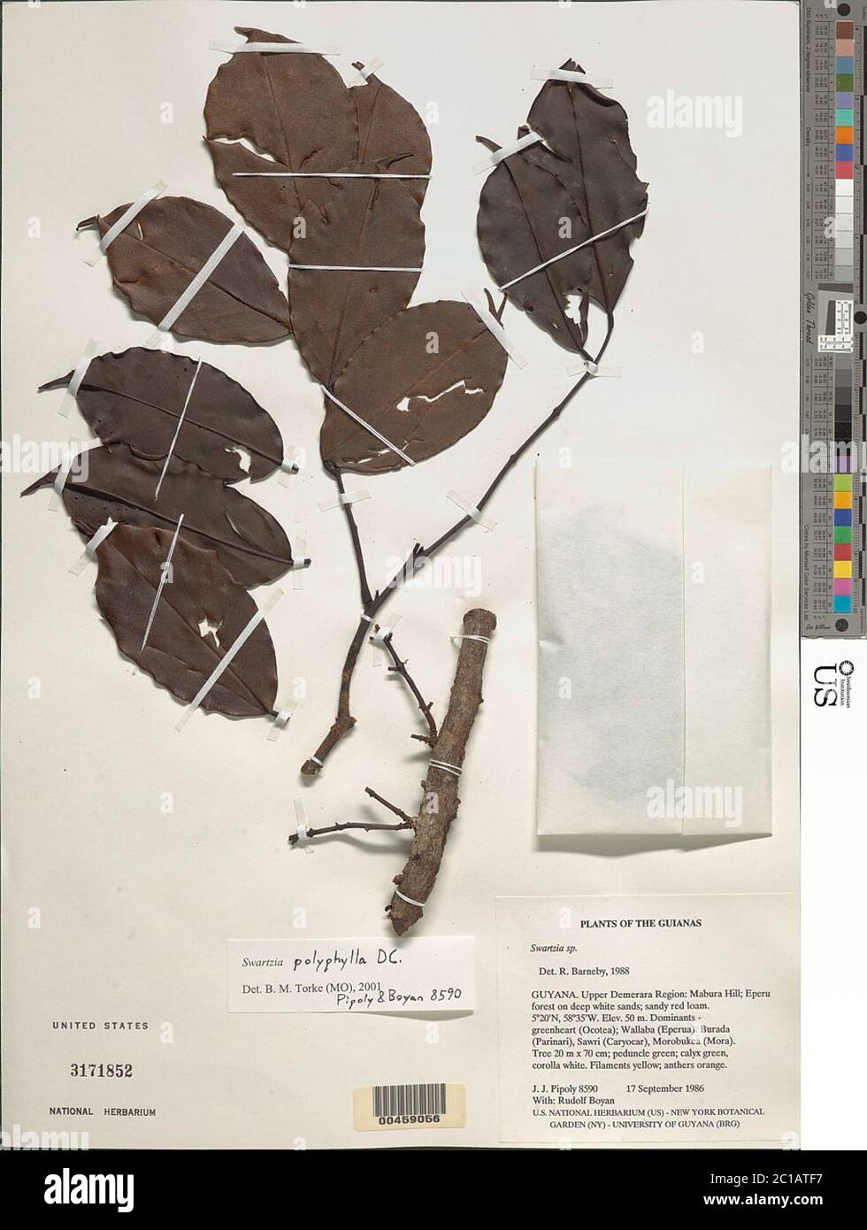 Swartzia polyphylla hi-res stock photography and images - Alamy