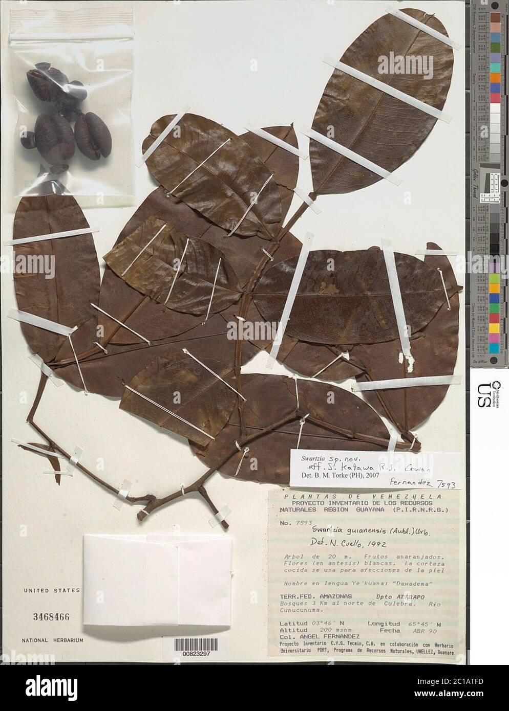 Swartzia hi-res stock photography and images - Alamy