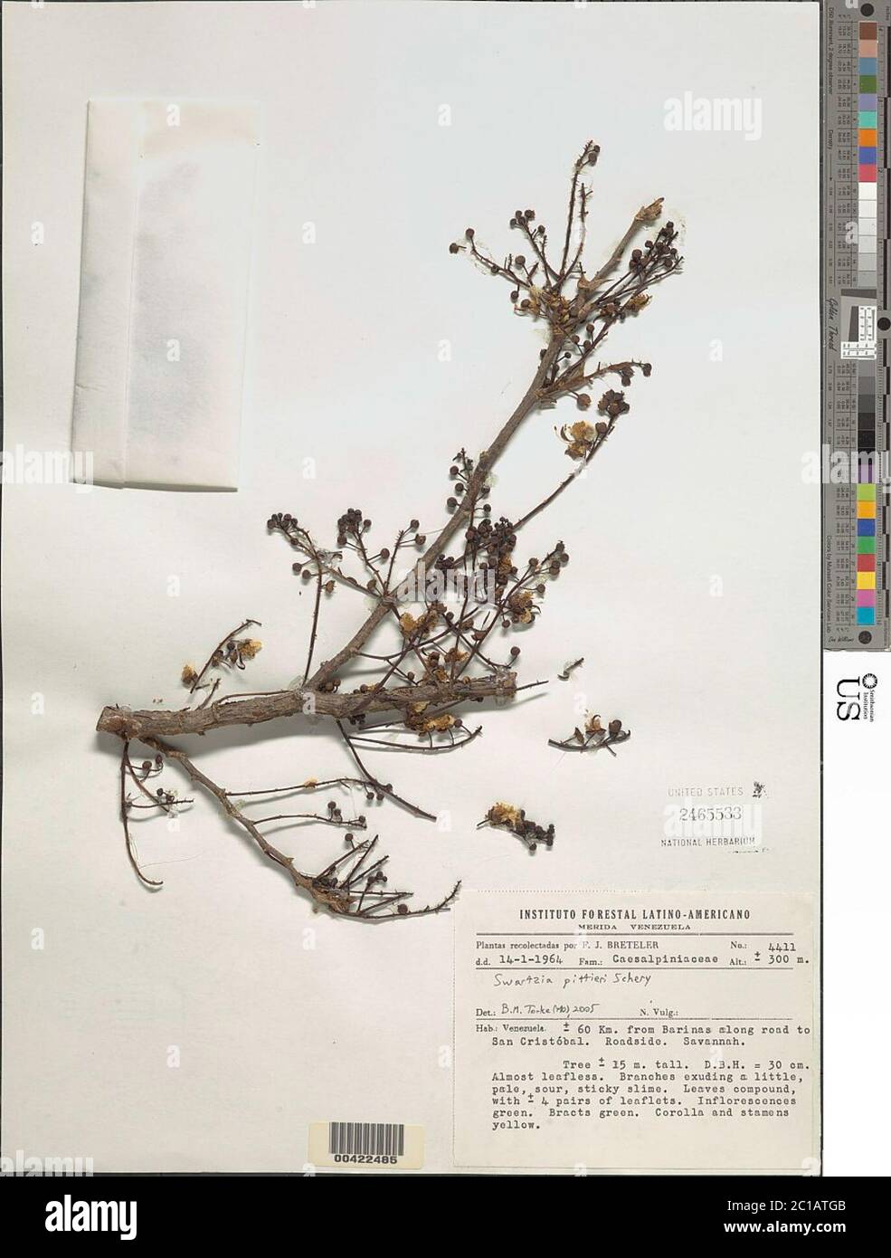 Swartzia hi-res stock photography and images - Alamy