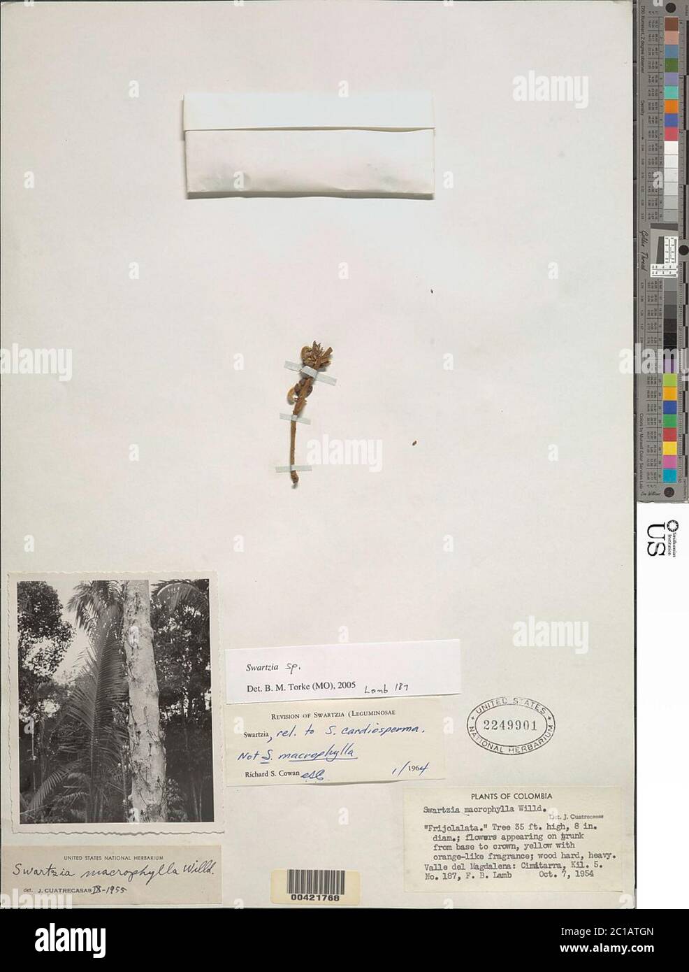 Swartzia hi-res stock photography and images - Alamy