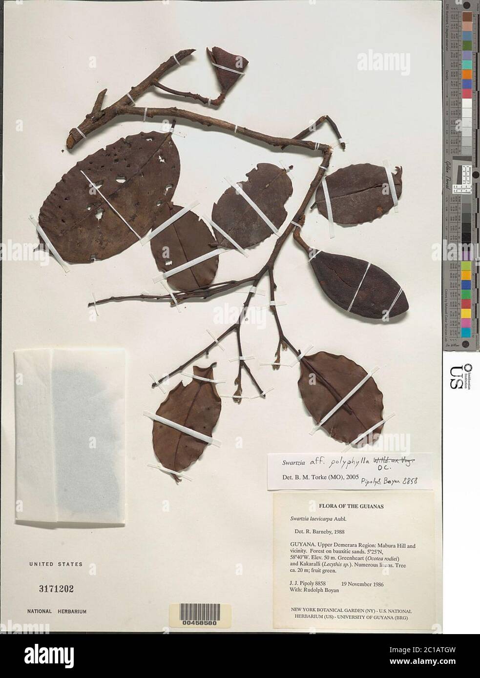 Swartzia polyphylla hi-res stock photography and images - Alamy