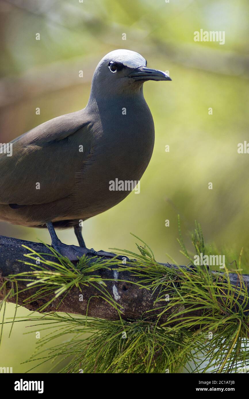 Brown noddy - Anous stolidus Stock Photo - Alamy