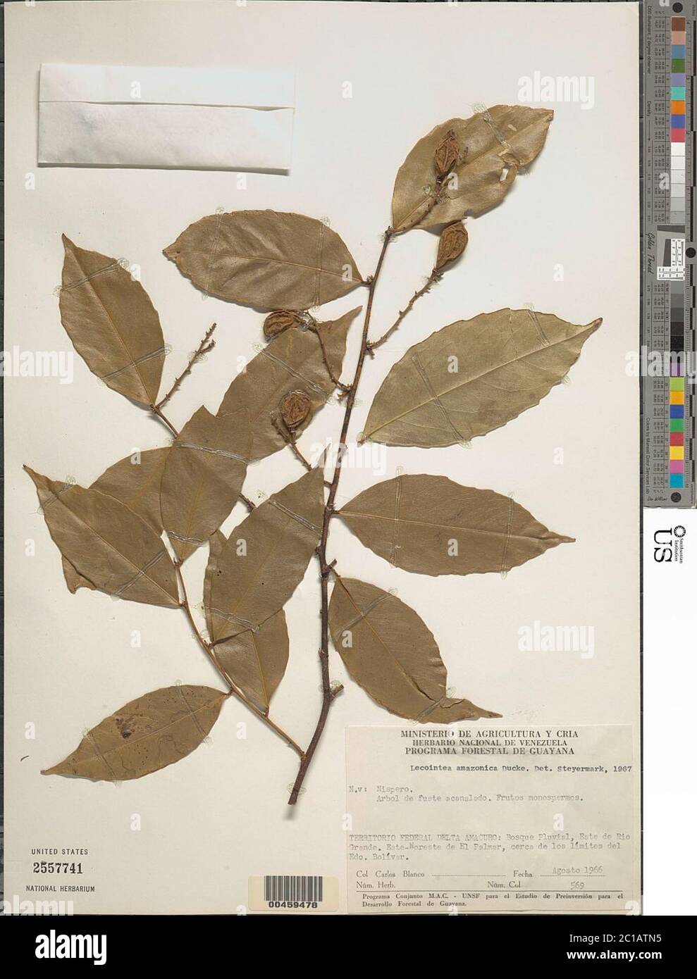 Lecointea amazonica Ducke Lecointea amazonica Ducke Stock Photo - Alamy