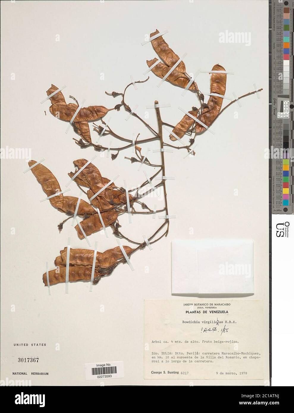 Bowdichia virgilioides Bowdichia virgilioides Stock Photo - Alamy