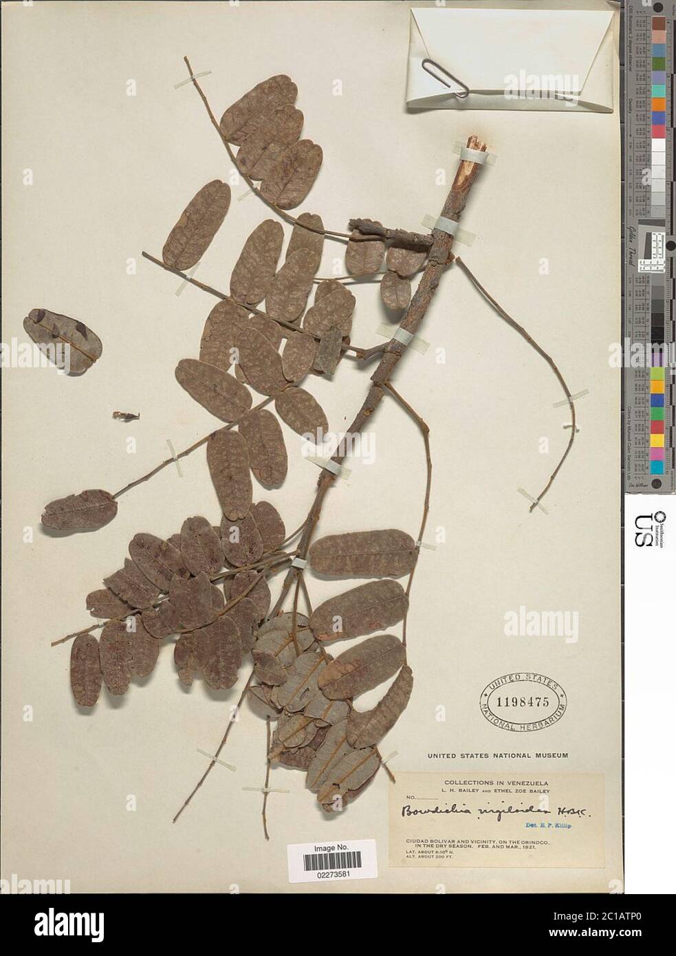 Bowdichia virgilioides Bowdichia virgilioides Stock Photo - Alamy