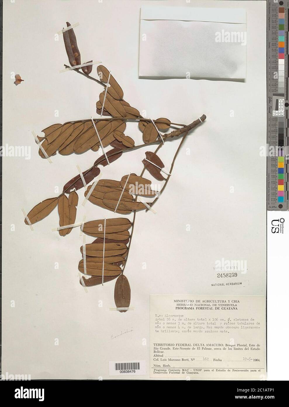 Bowdichia virgilioides Bowdichia virgilioides Stock Photo - Alamy