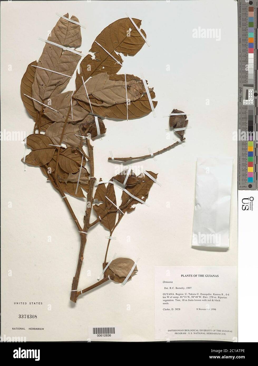 Ormosia sp Ormosia sp Stock Photo - Alamy