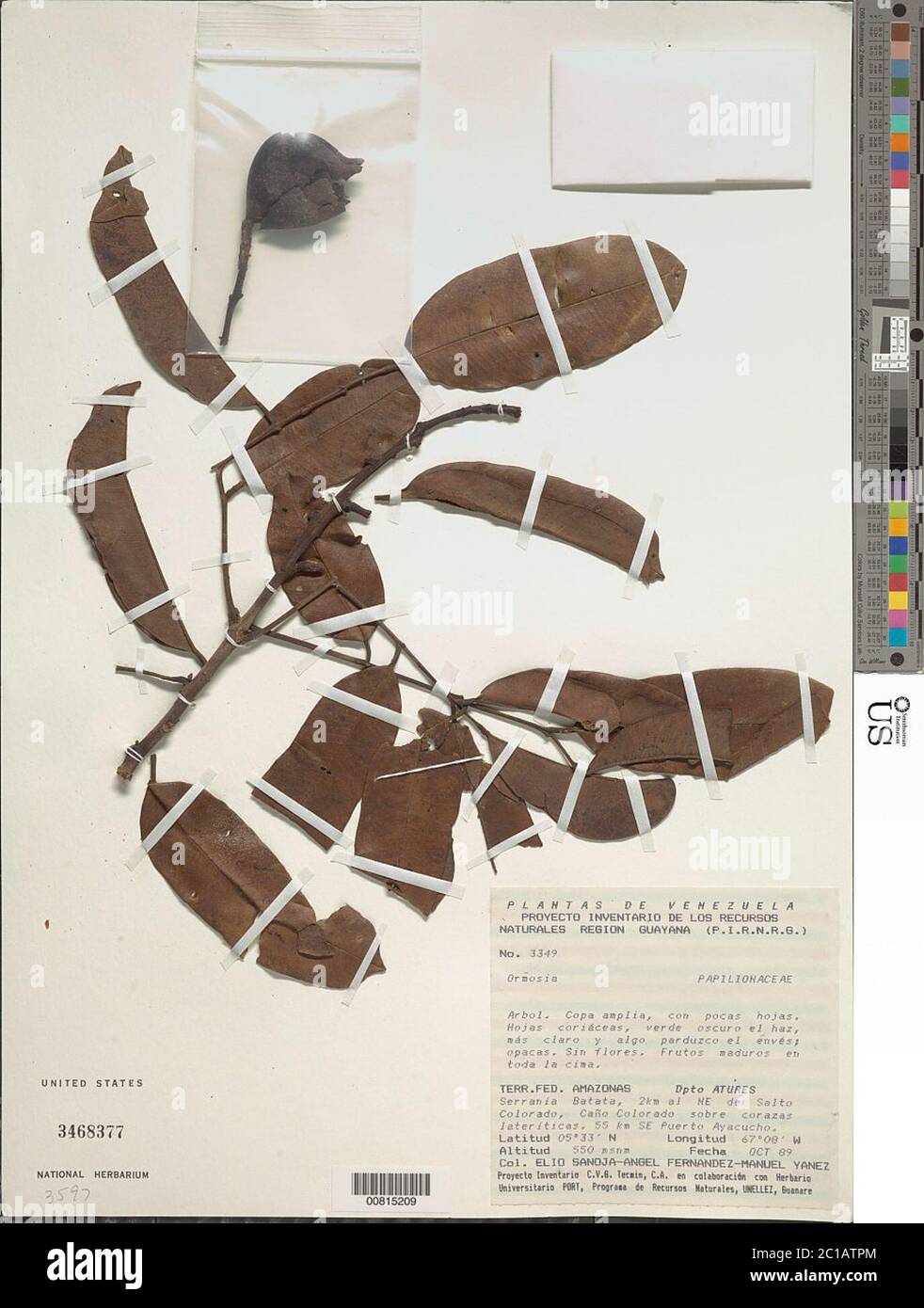 Ormosia sp Ormosia sp Stock Photo - Alamy