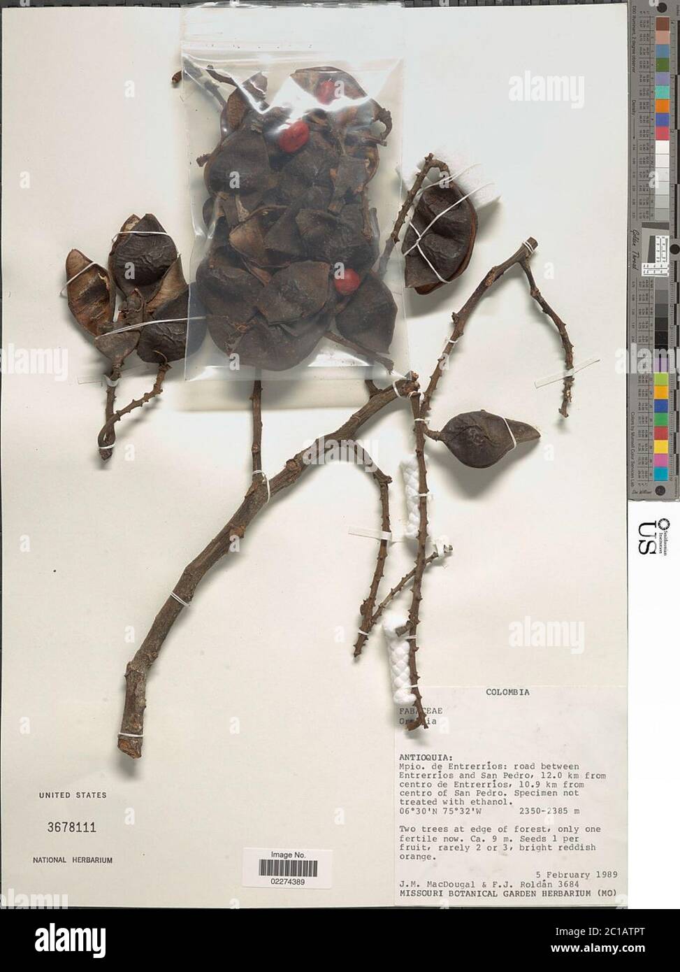 Ormosia sp Ormosia sp Stock Photo - Alamy