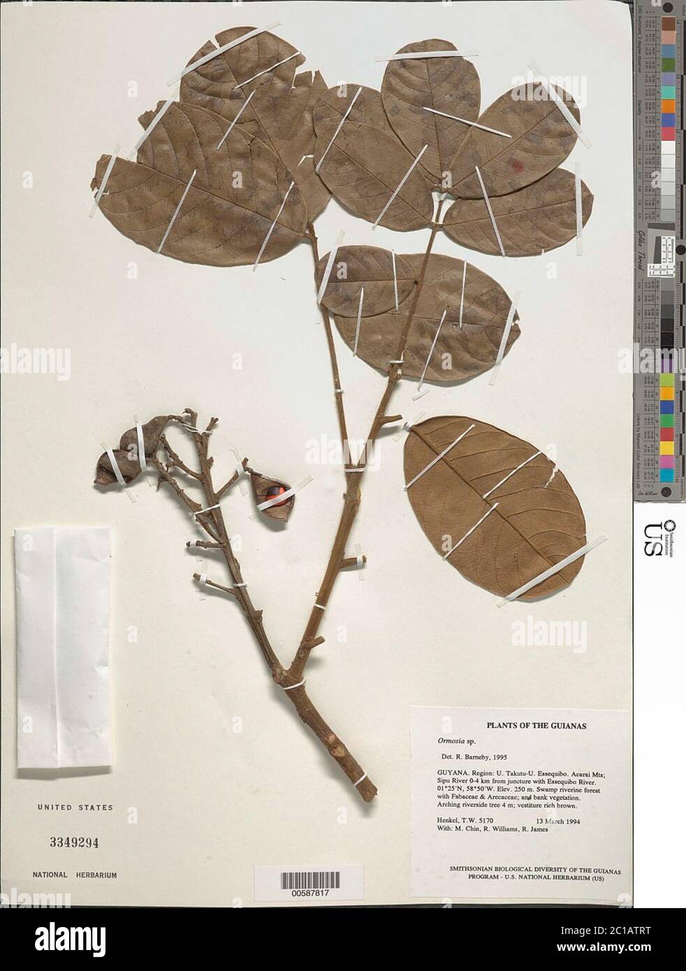 Ormosia sp Ormosia sp Stock Photo - Alamy