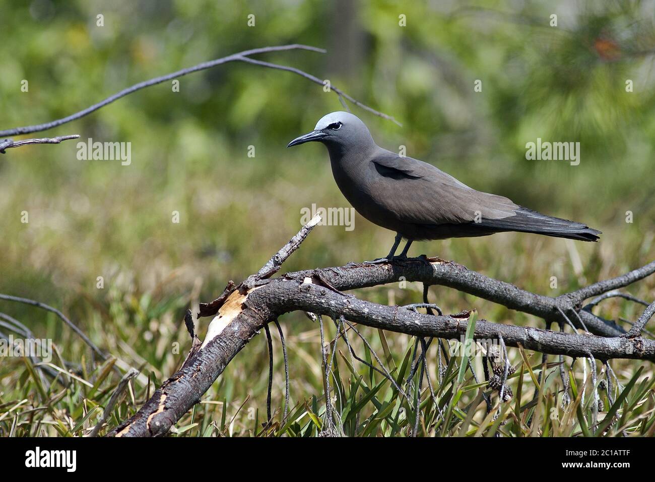 Brown noddy - Anous stolidus Stock Photo - Alamy