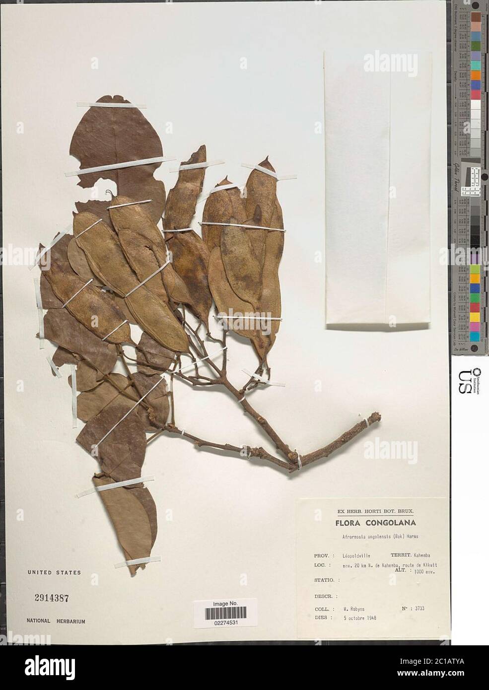 Pericopsis angolensis Baker Meeuwen Pericopsis angolensis Baker Meeuwen ...