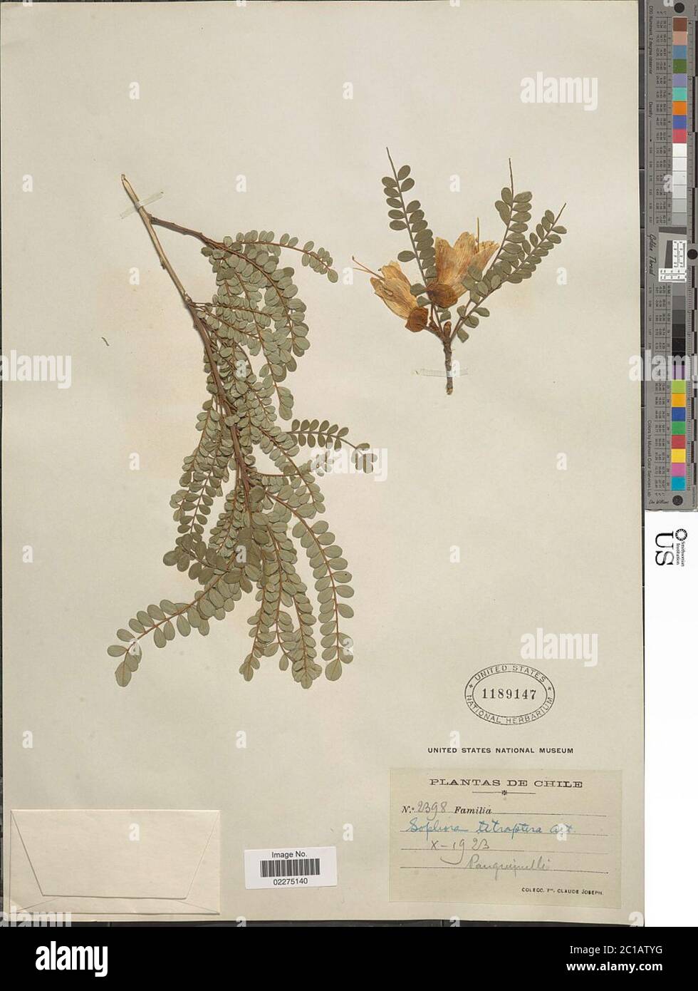 Sophora tetraptera Sophora tetraptera Stock Photo - Alamy