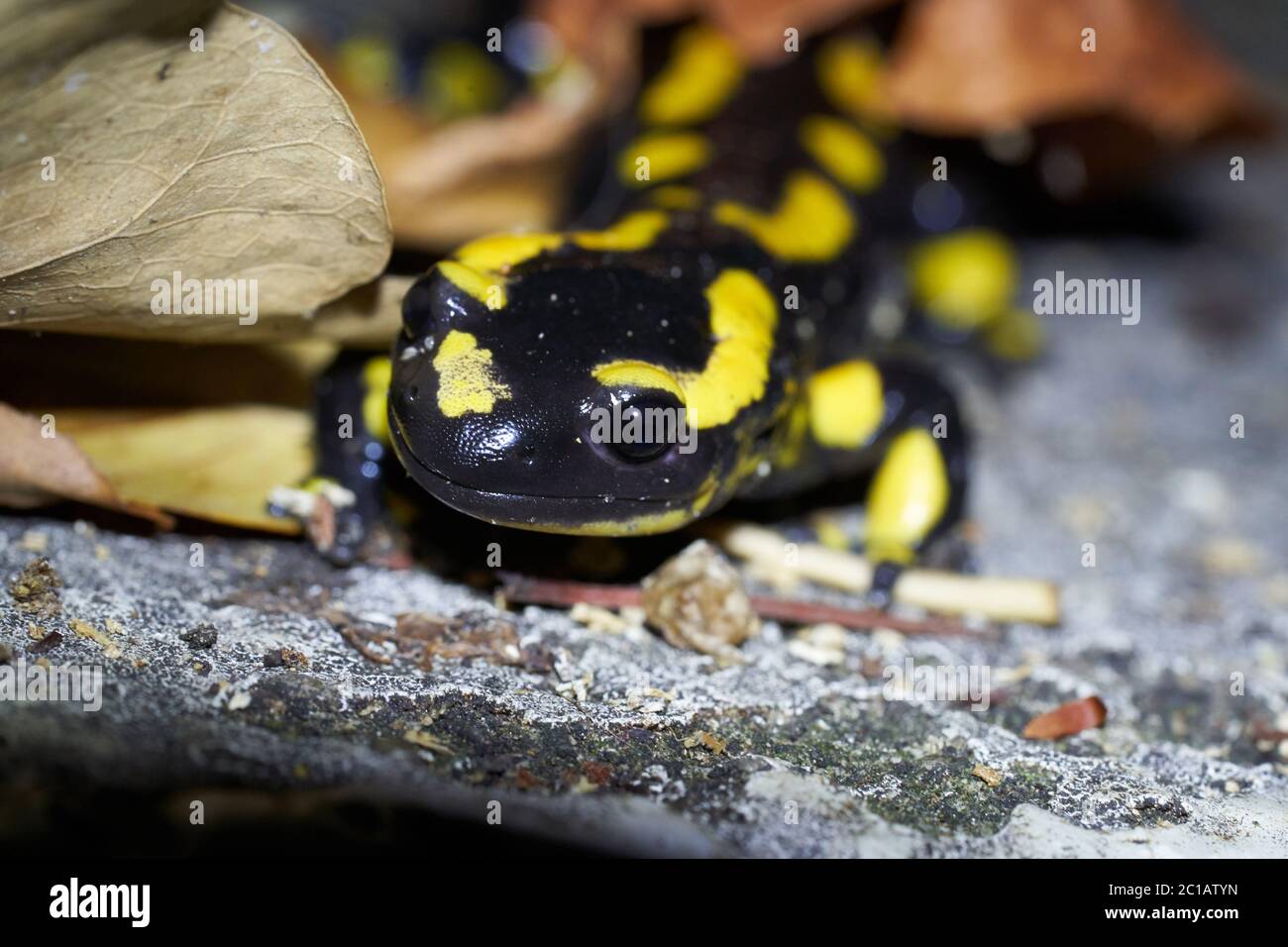 Fire salamander Salamandra salamandra Portrait Night Amphibian Stock ...