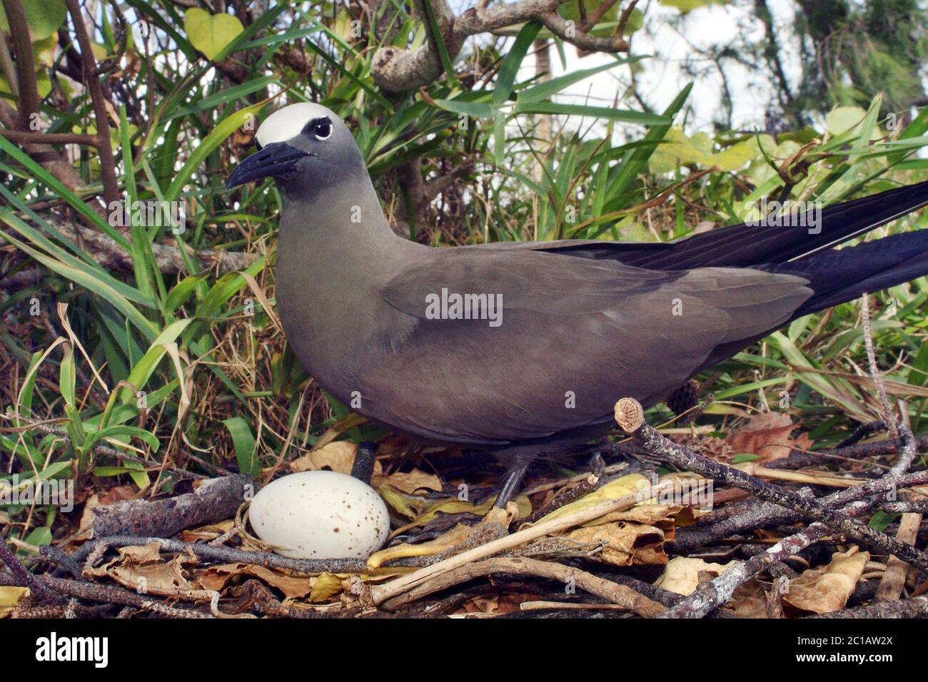 Brown noddy - Anous stolidus Stock Photo - Alamy