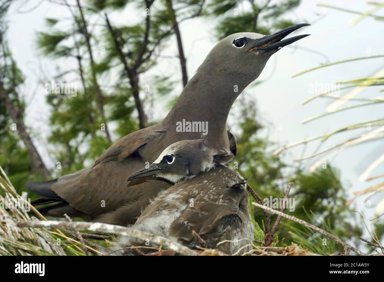 Brown noddies (female & chick) - Anous stolidus Stock Photo - Alamy