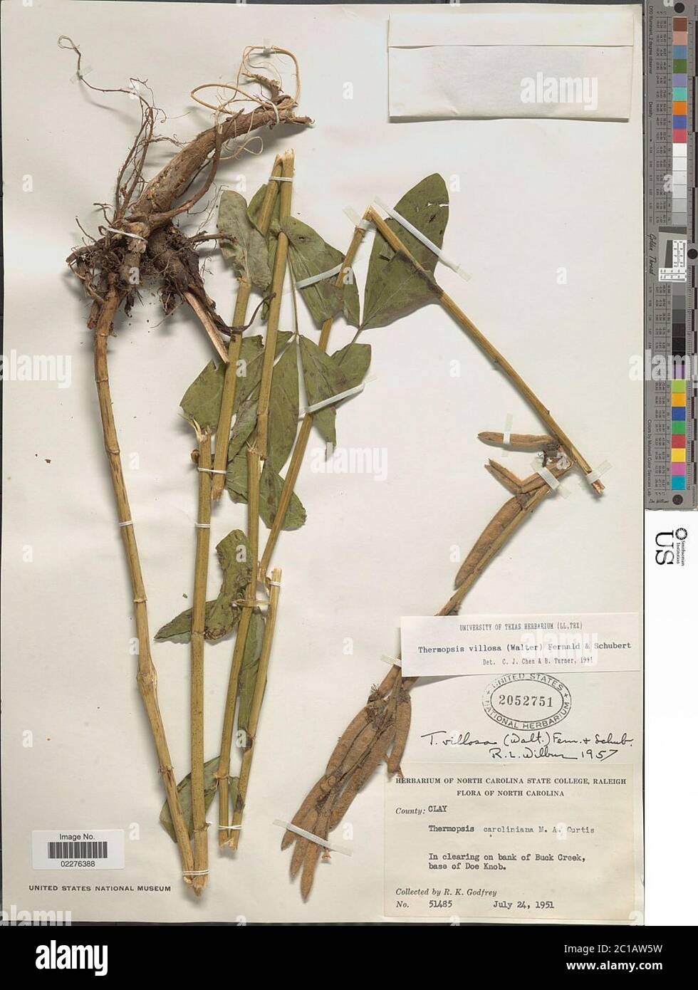 Thermopsis villosa Thermopsis villosa Stock Photo - Alamy